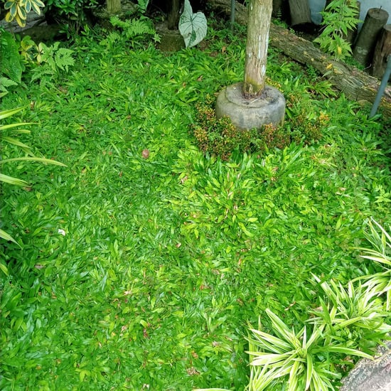 Ratna's Images – Canva