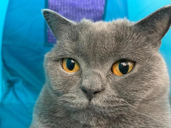 Ninz Workplace – Canva