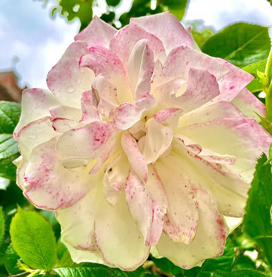 Chris Wales's Images – Canva