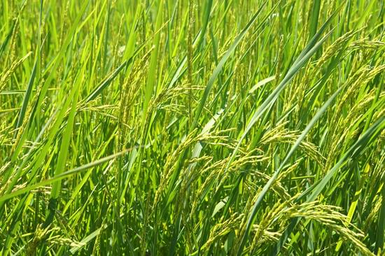 Vachira Pape's Images – Canva