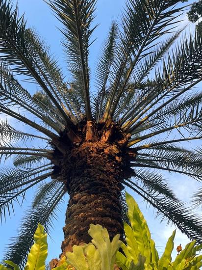 Meifan Igir's Images – Canva