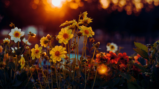 aimen anwar's Images – Canva