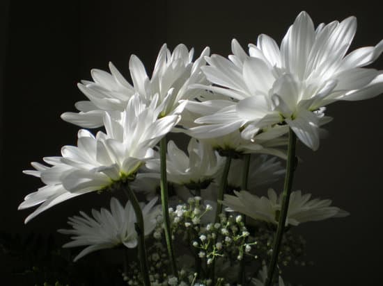 Cybele & Co. – Canva