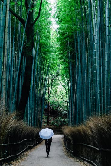 Japan Photos – Canva