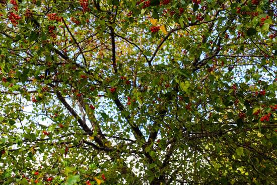 Alec Bochar Photography – Canva
