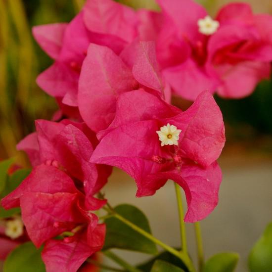 Dharmesh Jadav's Pixels – Canva