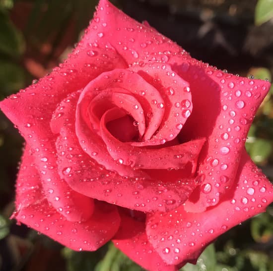 Dharmesh Jadav's Pixels – Canva