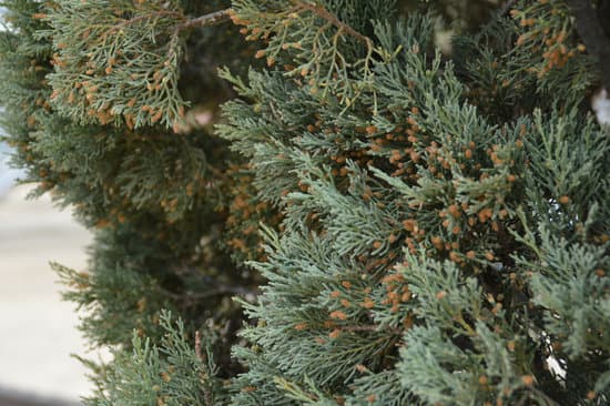 Veronica MOOS – Canva