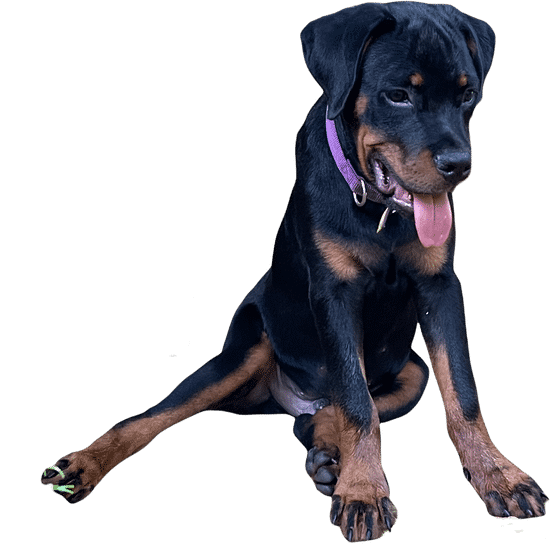 Diana Limjoco's Images – Canva