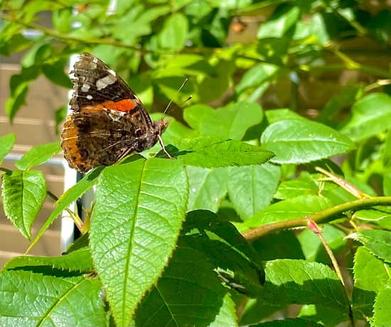 Chris Wales's Images – Canva