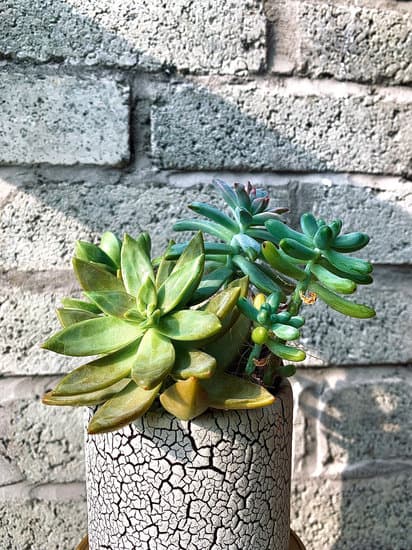 Kat Tran – Canva