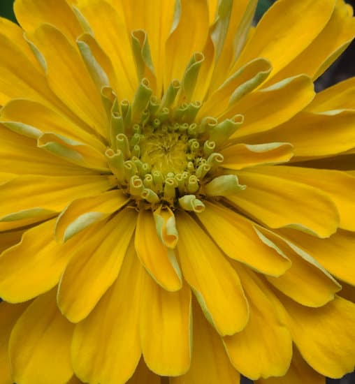 Dharmesh Jadav's Pixels – Canva