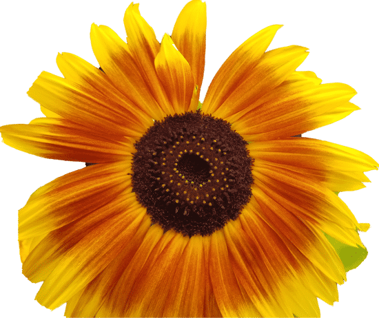 Kayla Goodman's Images – Canva