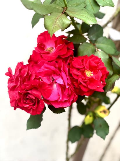 May Gaddi del Rosario's Images – Canva