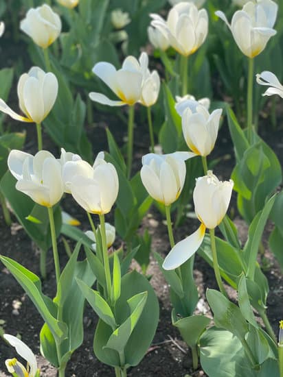 Jen Chicoine's Images – Canva