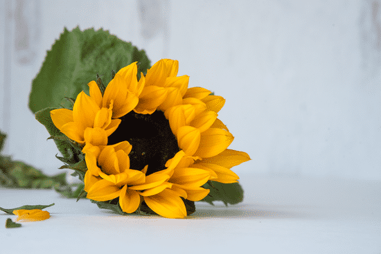Cuspide photo - Naomi Jimenez – Canva