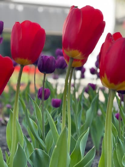 Jen Chicoine's Images – Canva