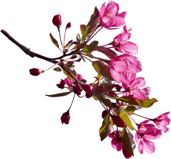 DIMD NYC's Images – Canva