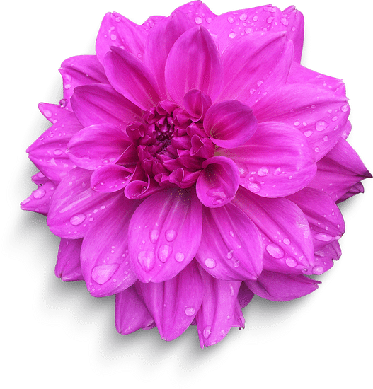 Jump Studio – Canva