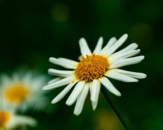 Varad Bansod – Canva