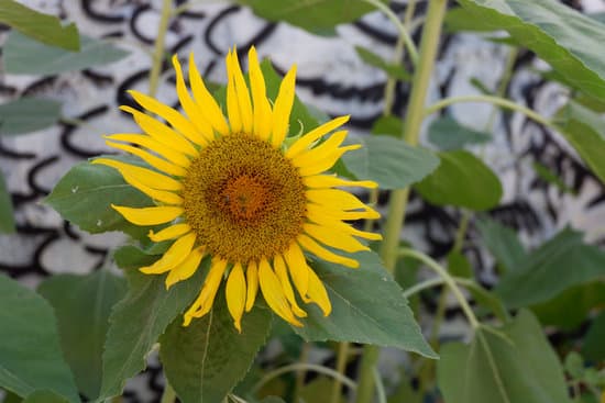 ภาพของDaarsan – Canva