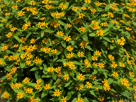 Gambar Minmin Hapsari – Canva