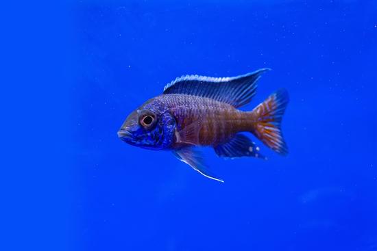 DSom Gallery – Canva