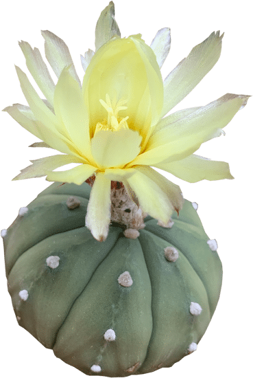 ภาพของPrapassorn Chimnarong – Canva