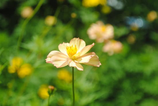 Irish Pascual's Images – Canva