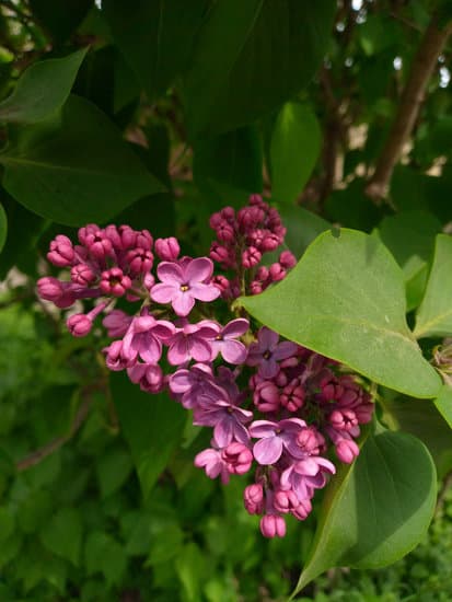 Me Flowery – Canva