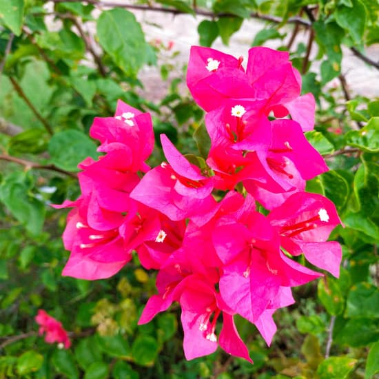 Gambar Irma Labatjo – Canva