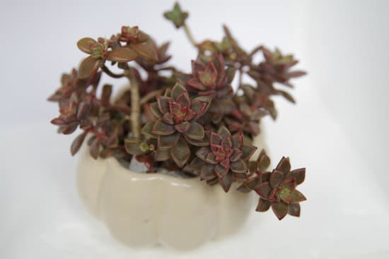 Everyday Portraits – Canva