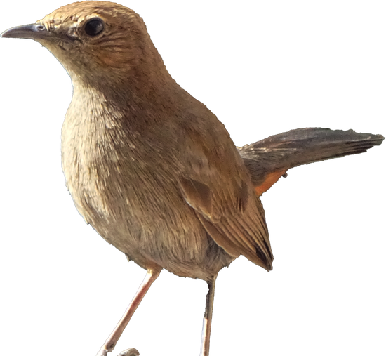 Dharmesh Jadav's Pixels – Canva