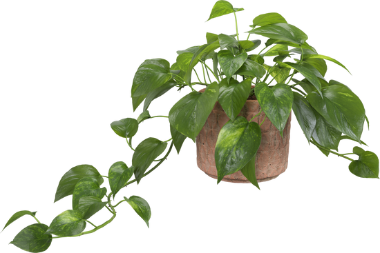 Joe Mark's Images – Canva