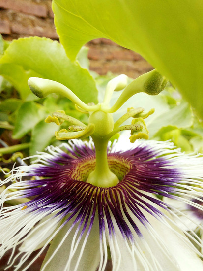 Galuh Dyah A – Canva