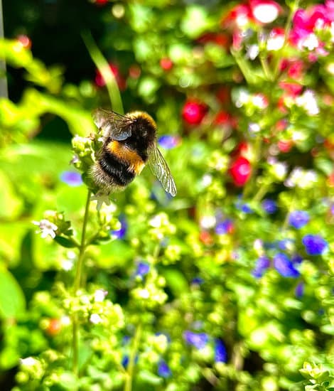 Chris Wales's Images – Canva