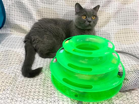 Ninz Workplace – Canva