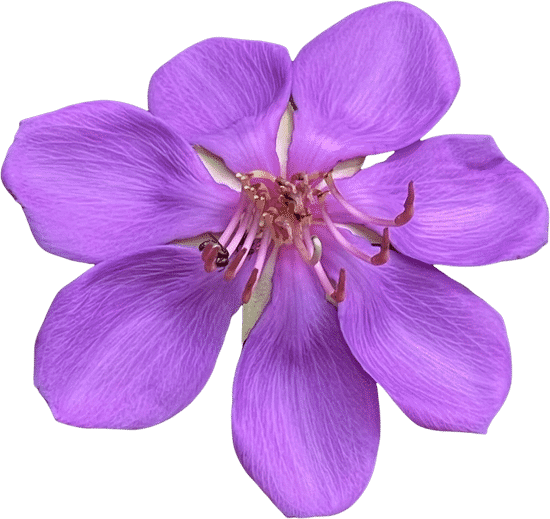 Diana Limjoco's Images – Canva