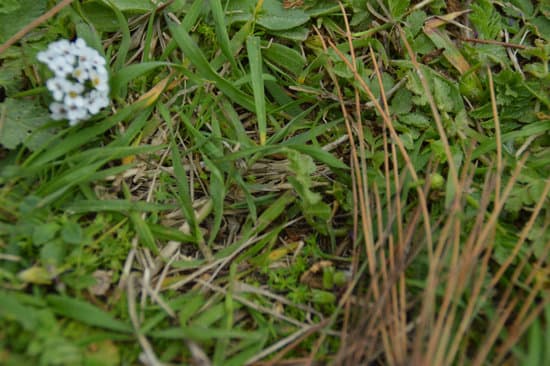 Veronica MOOS – Canva