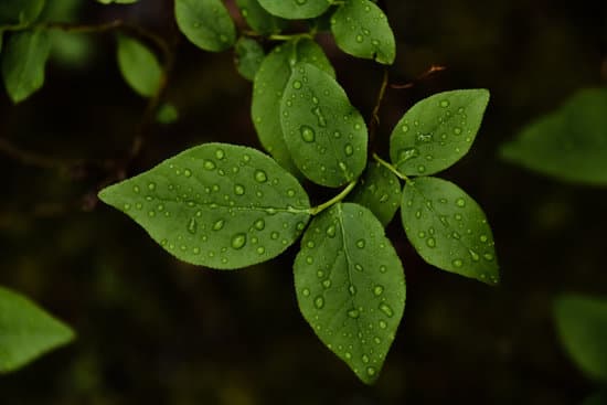 Whitney Barkman – Canva