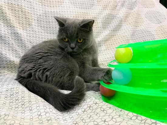 Ninz Workplace – Canva