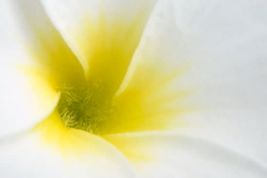 reddees Images – Canva