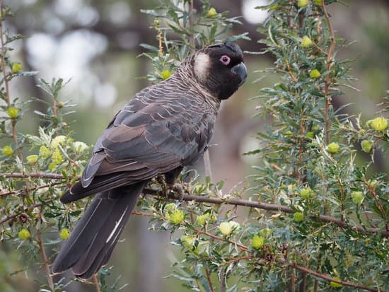 Sian’s Images – Canva