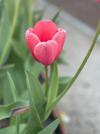 Jen Chicoine's Images – Canva