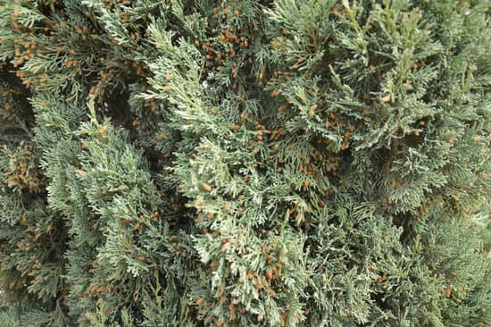 Veronica MOOS – Canva