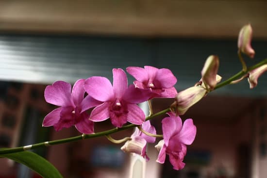 ภาพของDaarsan – Canva