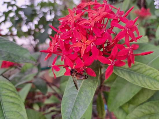 AMAL's Images – Canva