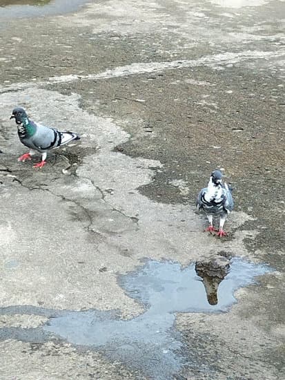 Doneeya Espera's Images – Canva