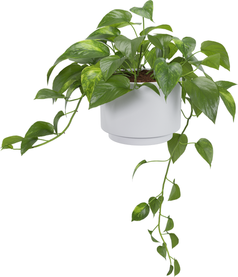 Joe Mark's Images – Canva