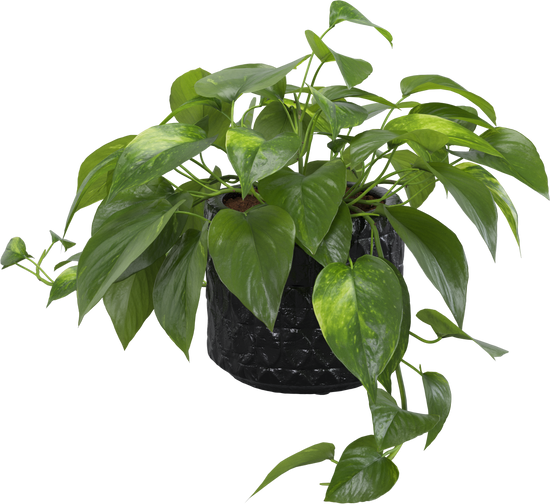 Joe Mark's Images – Canva